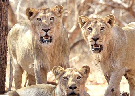Visit Sasan Gir National Park In India Audley Travel Us