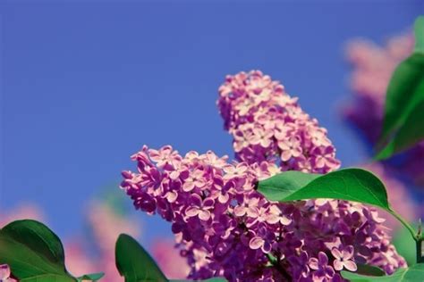 フリー写真画像 エキゾチックな花、花びら、ずい、葉、自然、空、トロピカルハーブ