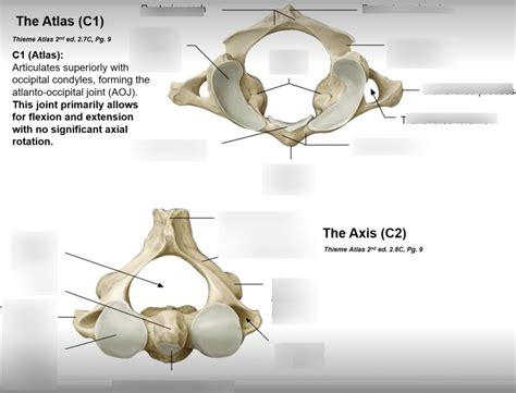 Atlas And Axis Bone Terms Study Flashcards For Biology Flashcards