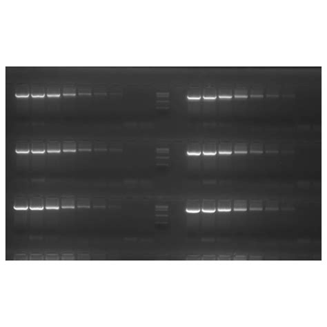 DUTP Mix Bioline Meridian Bioscience