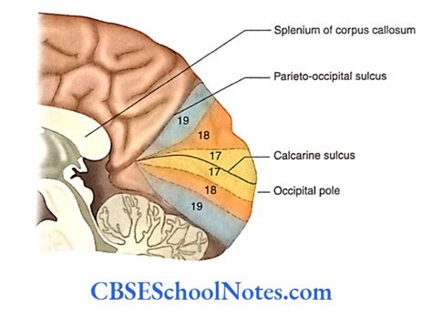 neuroanatomy visual system notes cbse school notes
