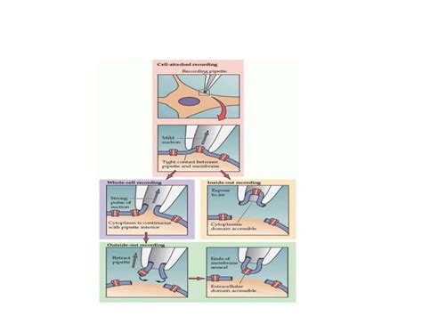 Patch Clamp Technique Pptx