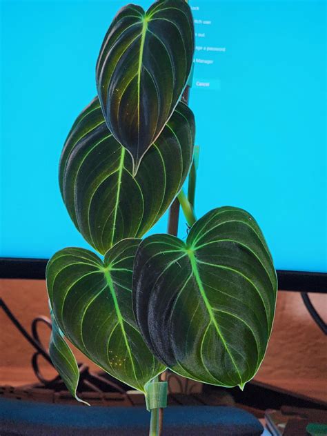 Finally Got A Philodendron Melanochrysum Rphilodendron