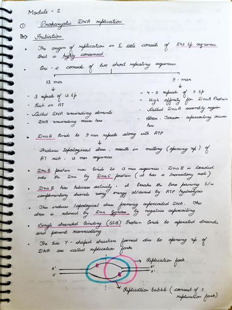 Eukaryotic And Prokaryotic Replication Pdf