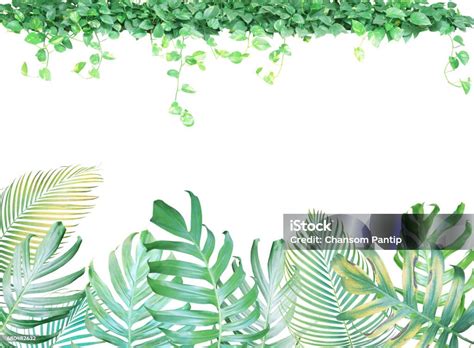 열 대 배경에 대 한 몬스 테라 Philodendron 야자수 잎과 밝은 녹색노란색 색상 톤에 아이비 Pothos 매달려와 트로피컬 나뭇잎 프레임 0명에 대한 스톡 사진 및