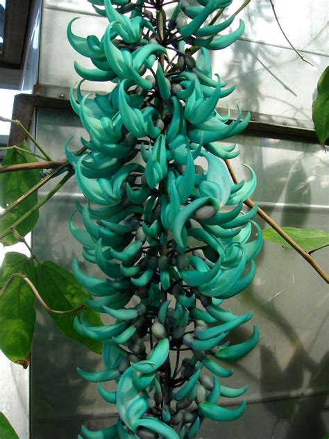 Exquisite Jade Vine A Tropical Beauty