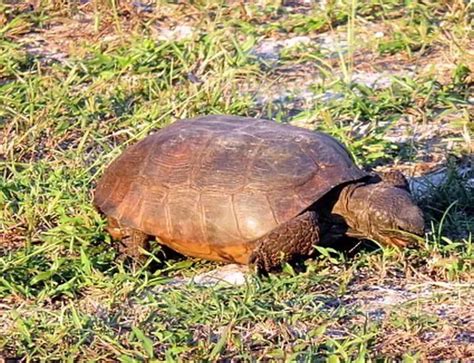 40 Incredible Gopher Tortoise Facts