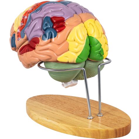 VEVOR Human Brain Model Anatomy 4 Part Model Of Brain W Labels