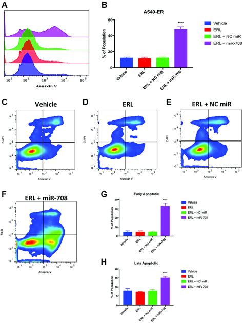 Combinatory Mir 708 5p Erl Treatment Induces Apoptosis In A549 Er