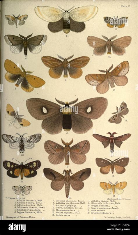 This Catalogue Includes A Comprehensive Listing Of Lepidoptera Moths