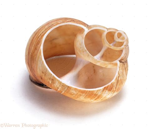 Snail Shell Equation At Jessica Nobles Blog