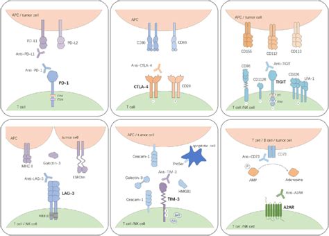 Current And Emerging Inhibitory Drugs Target Immune Checkpoint Download Scientific Diagram