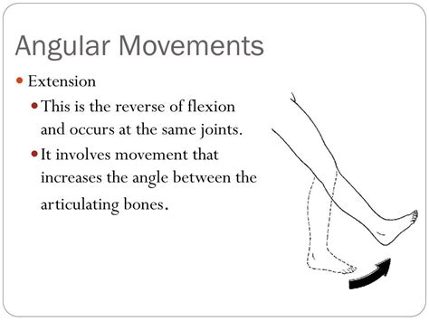 Ppt Anatomical Directions And Movements Powerpoint Presentation Id 2074643