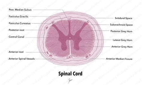Spinal Cord Transverse Section Mid Thoracic Level Spinal Cord Spinal Thoracic