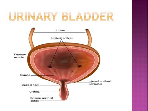 Anatomy Of Urinary Bladder Pptx Anatomy Of Urinary Bladder Pptx