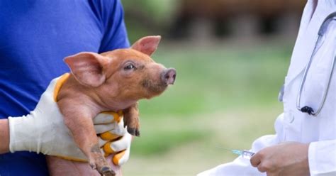 미중 환자에게 ‘돼지 장기 이식 성공유전자 변형 돼지는 새 희망 될까 뉴스