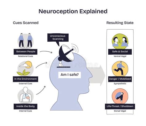 Neuroception Explained Shows How The Brain Scans Cues Between People