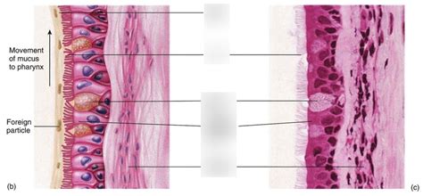 Histology Trachea Diagram Quizlet