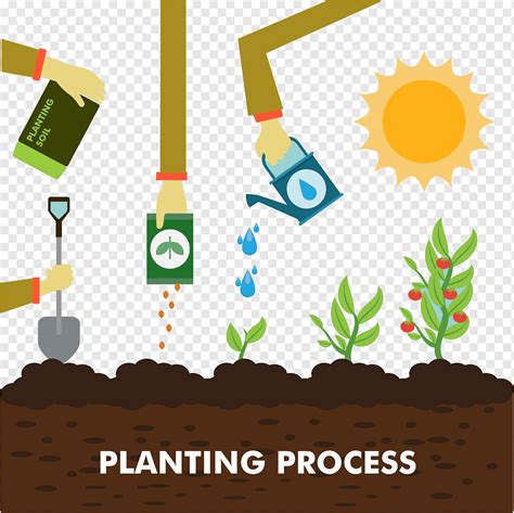 Planting Process Concept Png Pngwing