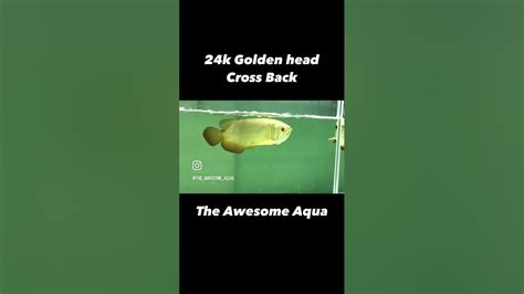 24k Golden Head Cross Back Youtube