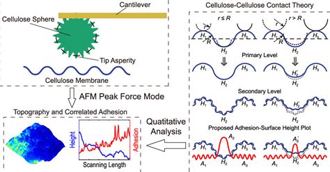 Correlation Of Surface Morphology And Interfacial Adhesive Behavior Between Cellulose Surfaces