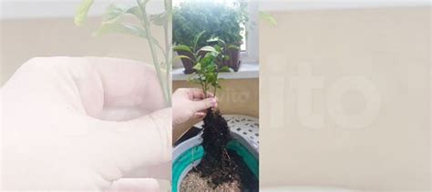 Саженцы лимона купить в Мытищах | Товары для дома и дачи | Авито