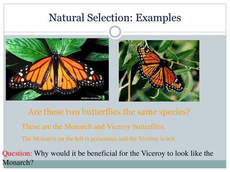 Evolution Ppt Download