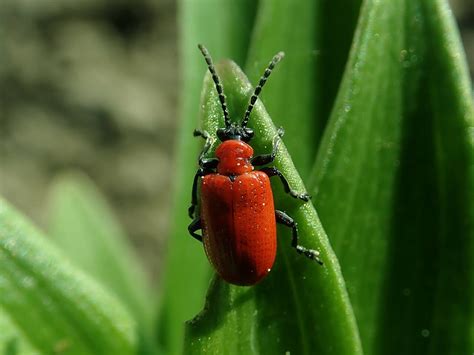 12 Red Bugs On Plants And How To Get Rid Of Them