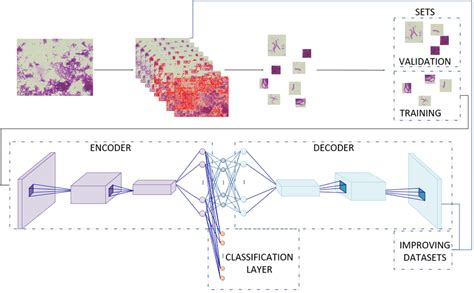 The Proposed Model Of Encoder Decoder Cnn Structure Used For Bacteria Download Scientific