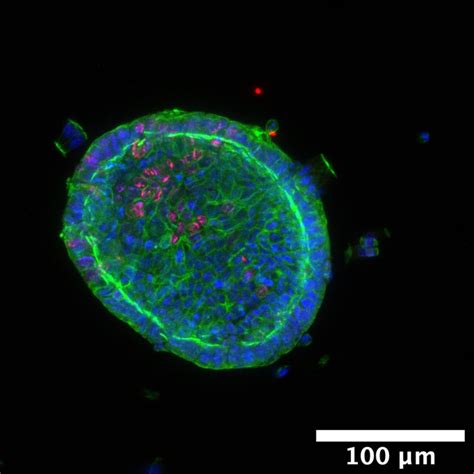 Rong Li Lab Mechanobiology Institute National University Of Singapore
