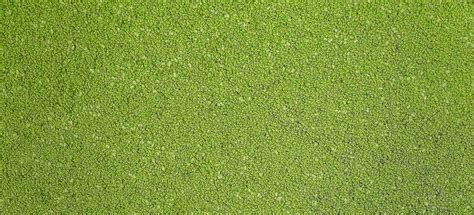 Premium Photo Beautiful Textured Plants Suface