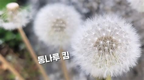 사람이꽃보다아름다워 Live By 통나루 킴mr Youtube