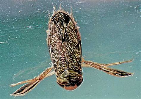 Water Boatman Larvae