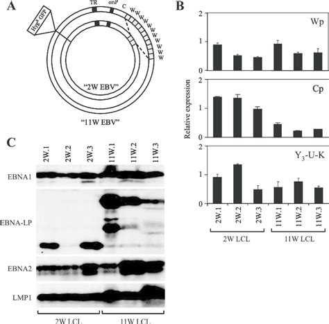 A Schematic Diagram Of The Recombinant B958 Genome Carrying Either