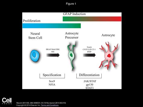 Vittorio Gallo Benjamin Deneen Neuron Ppt Download