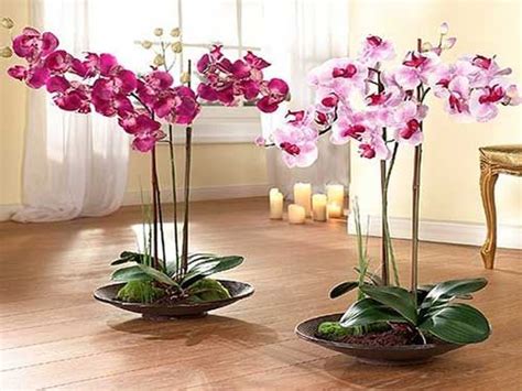 Уход за орхидеей в домашних условиях | Orchids, Orchid care, Orchid plants