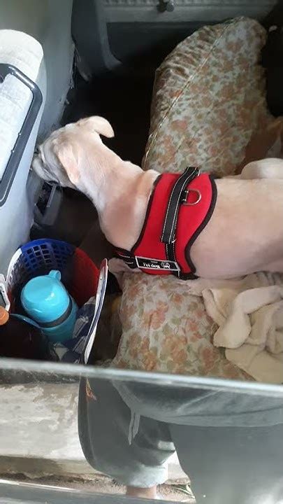 Nekii Girl නෙකීබබා එක්ක කළුතර ගියපුහැටි Part 01 2020 06 28 10 00am Youtube