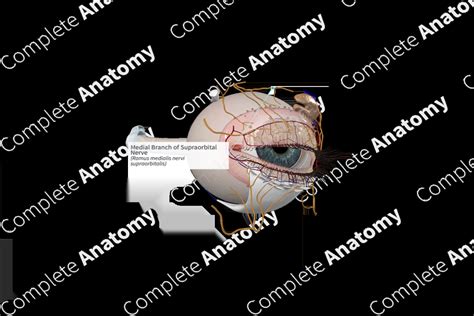 Medial Branch Of Supraorbital Nerve Complete Anatomy