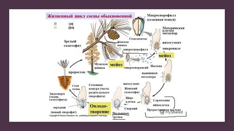Жизненный цикл сосны Youtube