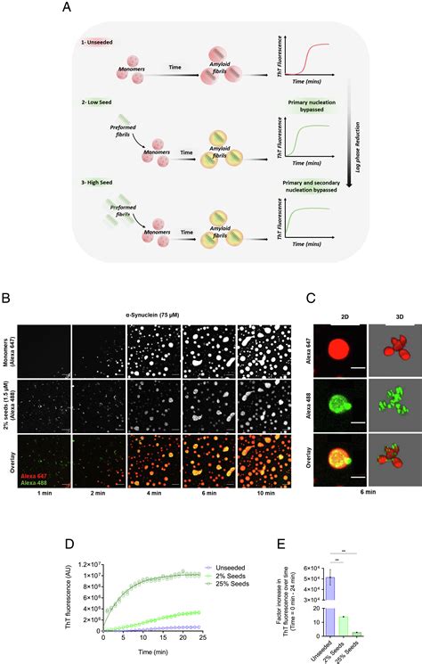 Spontaneous Nucleation And Fast Aggregate Dependent Proliferation Of α Synuclein Aggregates