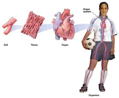 Organ Tissue