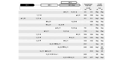 Genome Organisation Of Circo Like Virus Brazil Clv Br Hs1 And Hs2 And