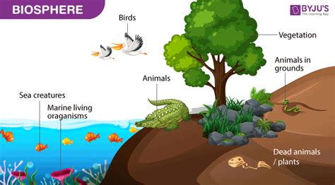 What Is Biosphere Definition Resources With Examples And Images