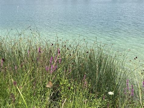Wildkräuterführung entlang der Uferstauden am Riemer See München