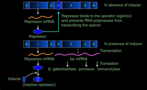 Lac Operon Diagram
