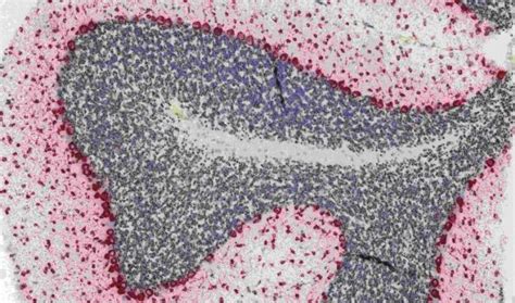 Rnascope® 25 Ls Duplex Assaybio Techne Corporationspecification