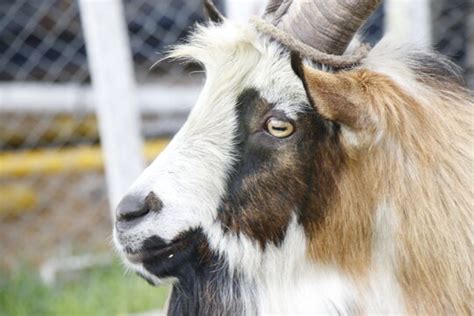「cabro」の写真素材 130件の無料イラスト画像 Adobe Stock