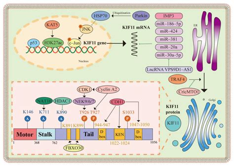 Mitotic Functions And Characters Of Kif11 In Cancers Pmc