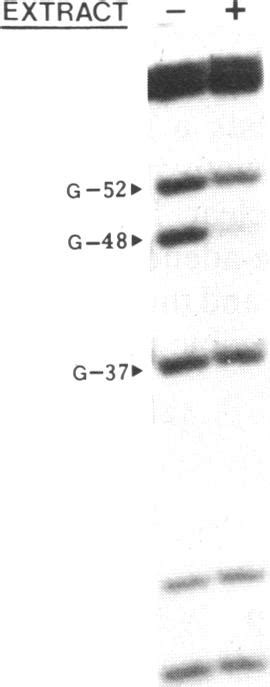 Methylation Protection By E4f1 Nuclear Extract Deaefractionated Was