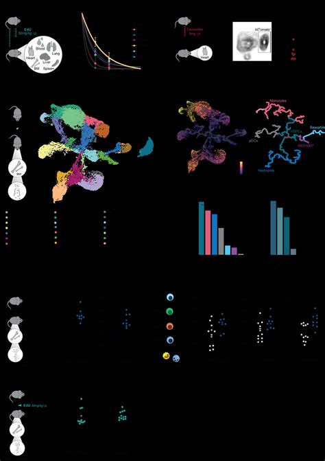 Bone Marrow Cellularity And Function Are Chronically Altered After Download Scientific Diagram